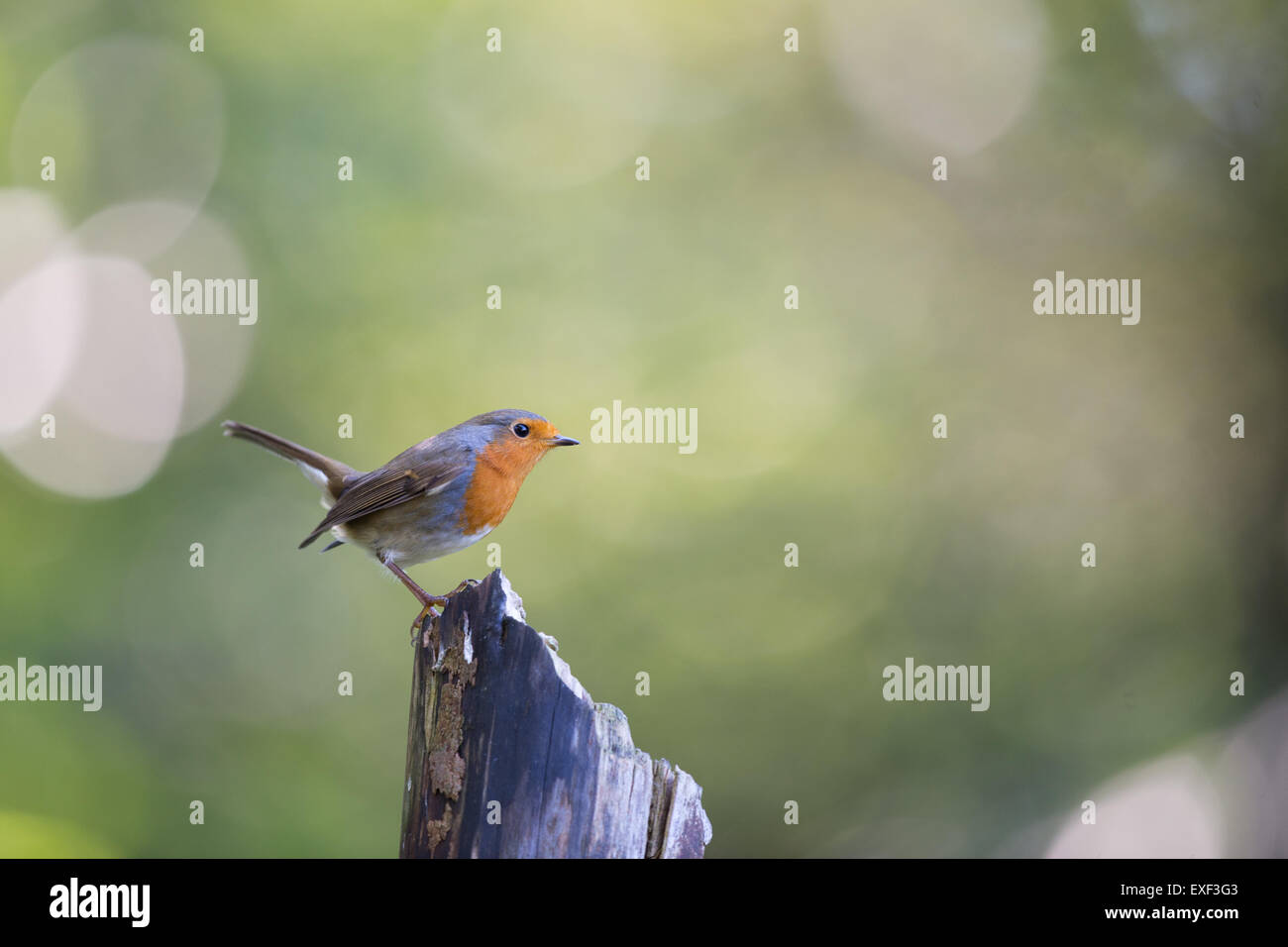 European Robin on tree trunk Stock Photo - Alamy