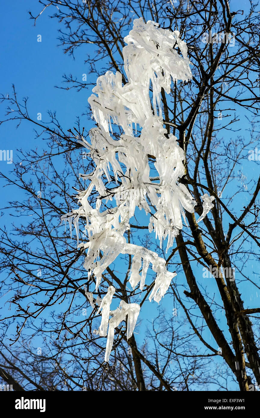 Frozen tree branches carrying deep blue icicles Stock Photo - Alamy