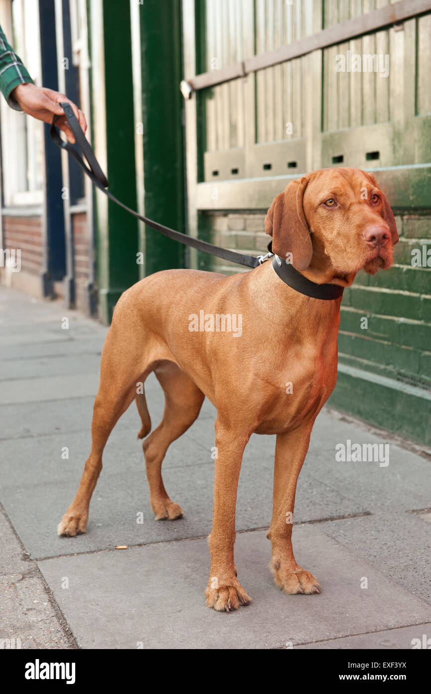 Do Dogs Have To Be On A Lead