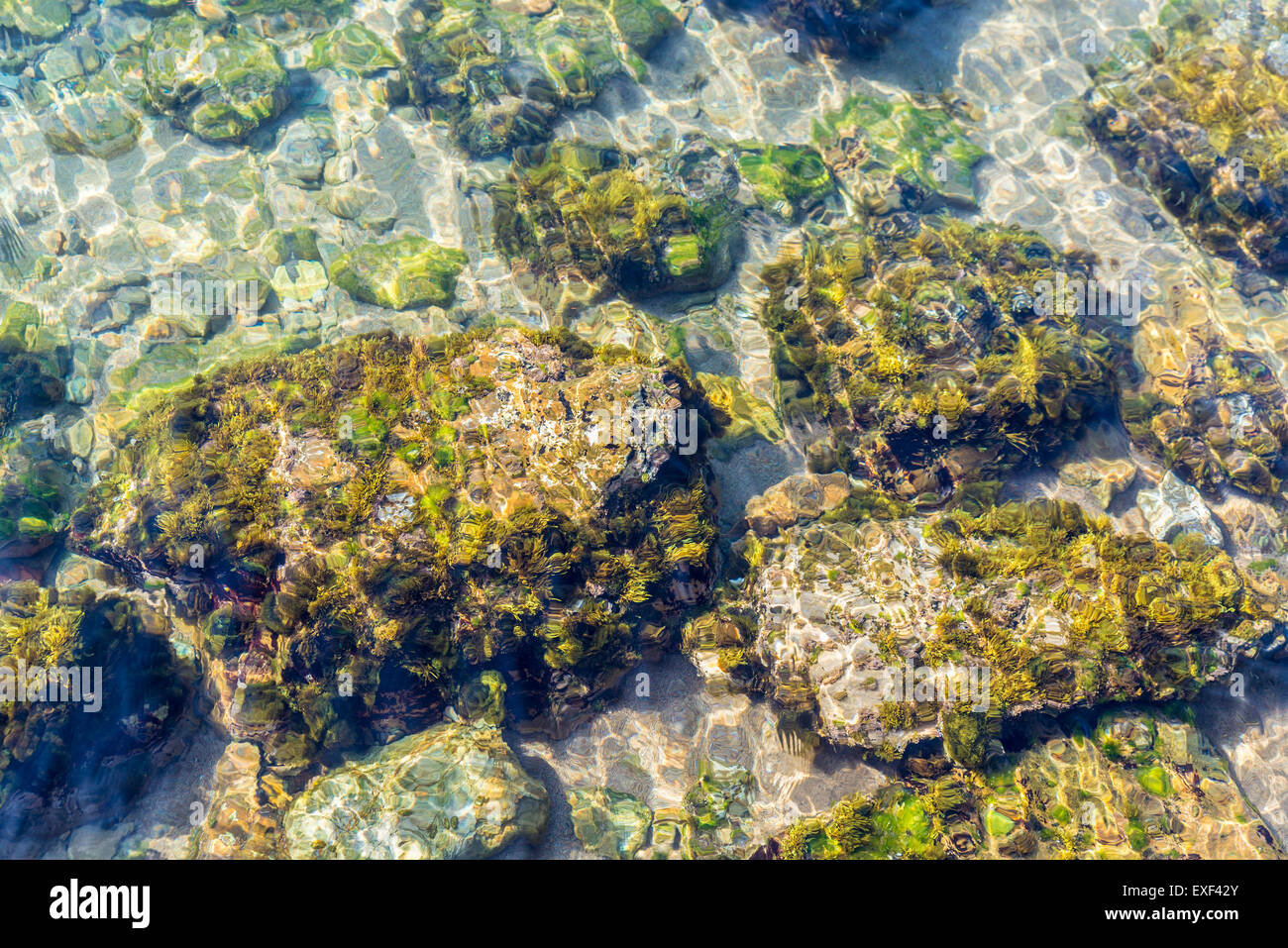 Crystal clear sea with rocks, shellfish and seaweed in the Costa Brava ...