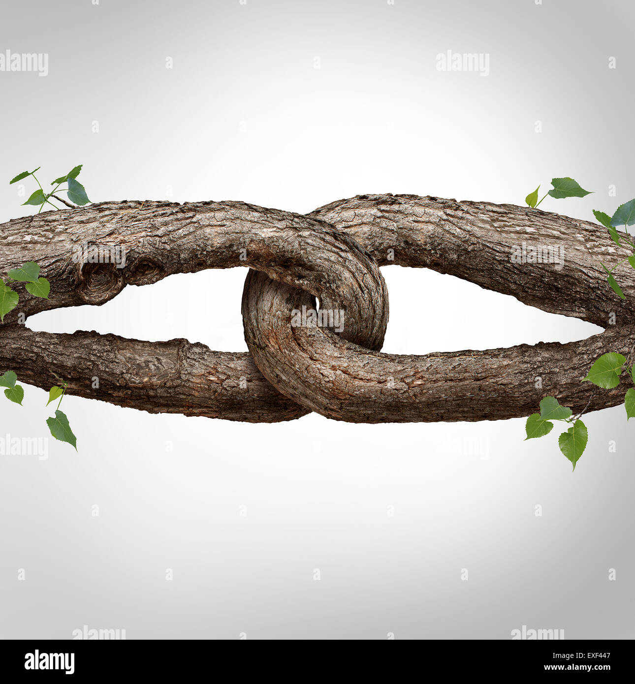 Strong chain concept connected as two different tree trunks tied and ...