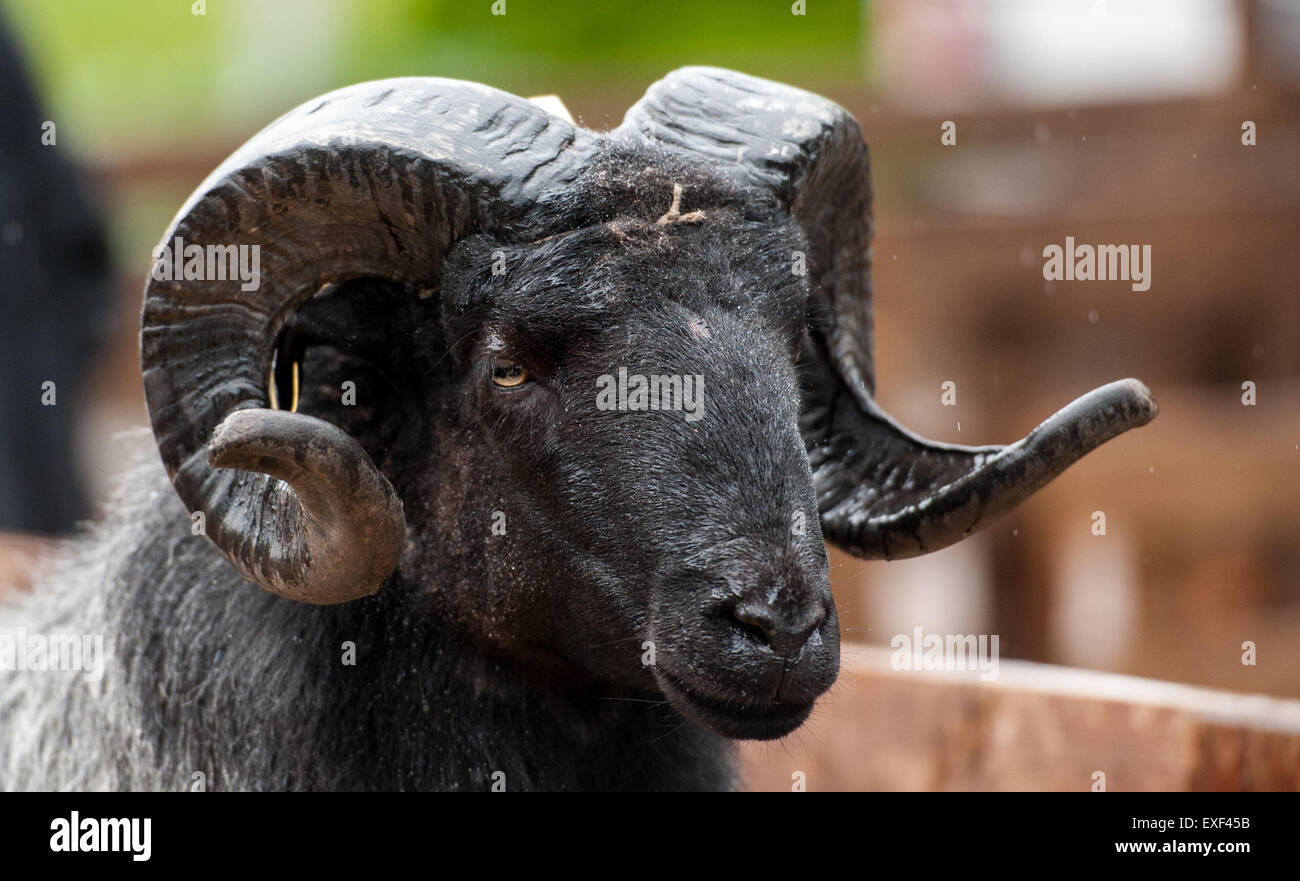 A German heath ram in a pen on the 66th Day of German Heath Breeders in ...