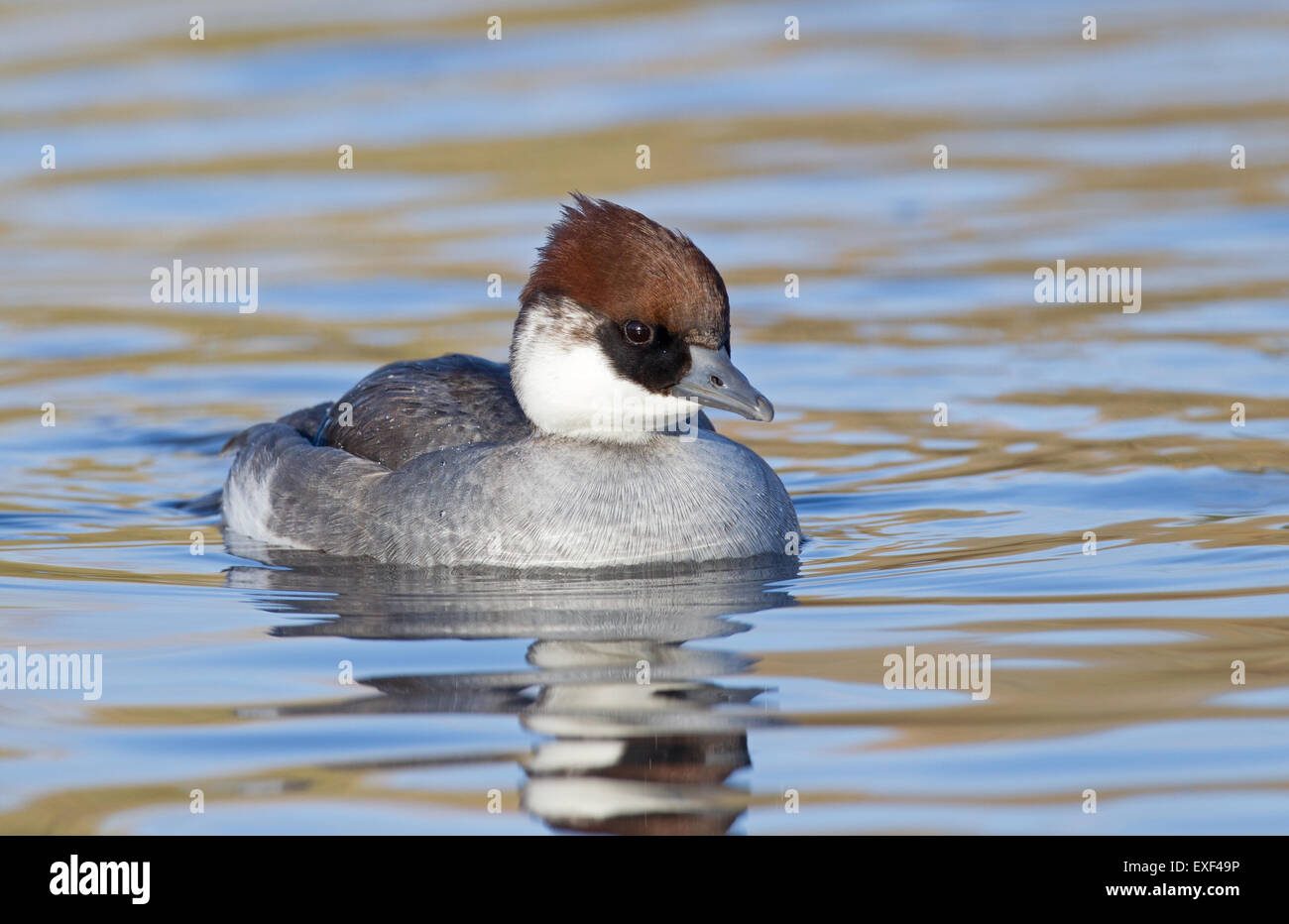 Female Smew Relection Stock Photo - Alamy