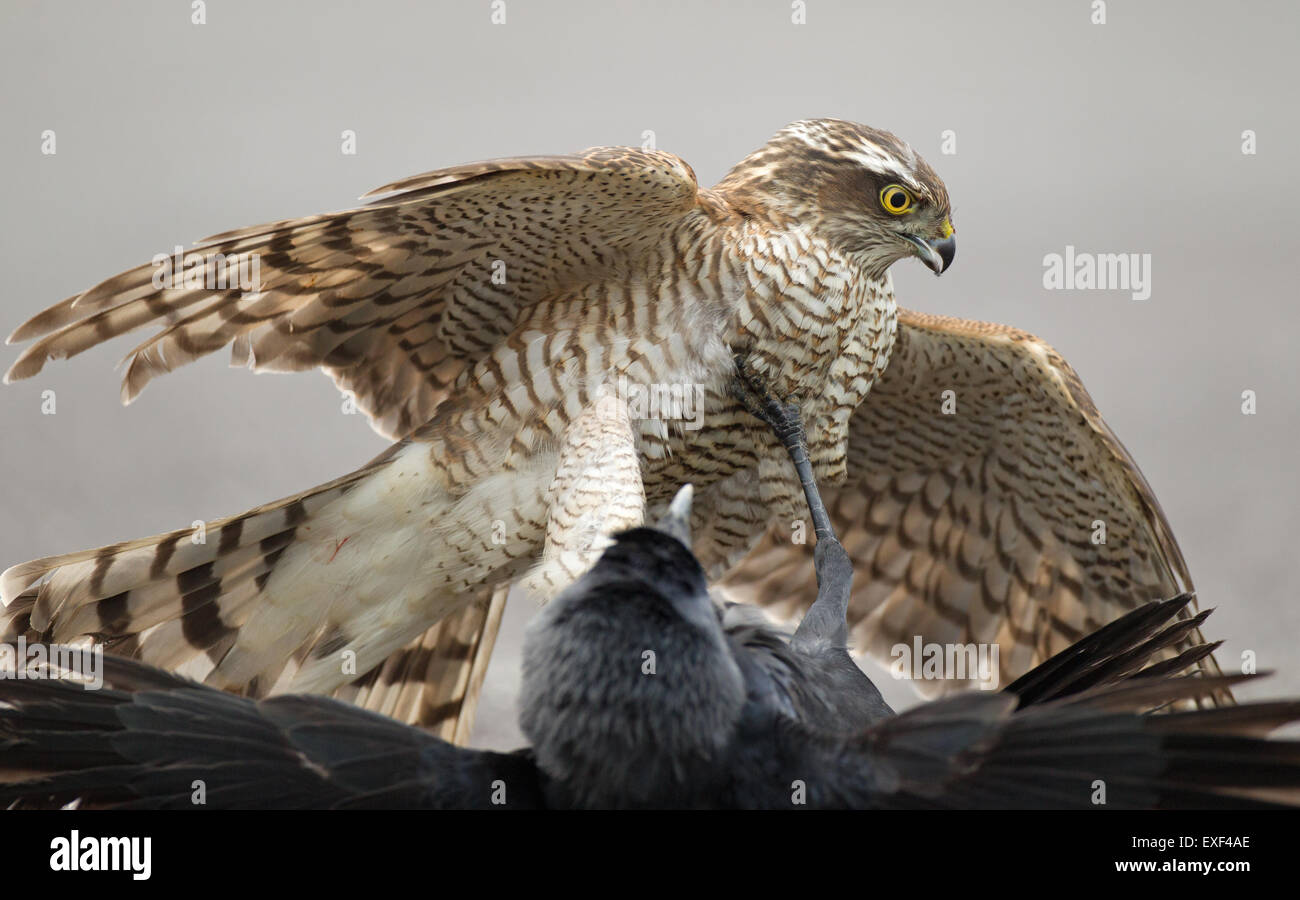 Sparrowhawk fighting with Jackdaw in Car Park Stock Photo - Alamy
