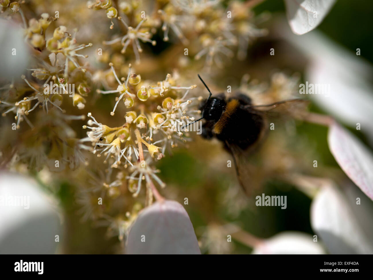 A bumble bee pollinating in flowers in Farnham, Surrey, England, United ...