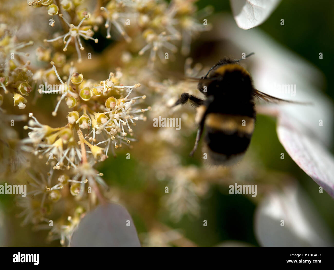 A bumble bee pollinating in flowers in Farnham, Surrey, England, United ...
