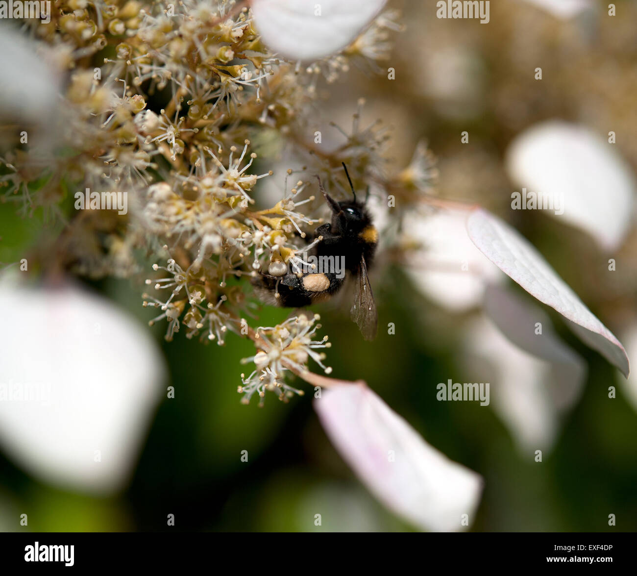 A bumble bee pollinating in flowers in Farnham, Surrey, England, United ...