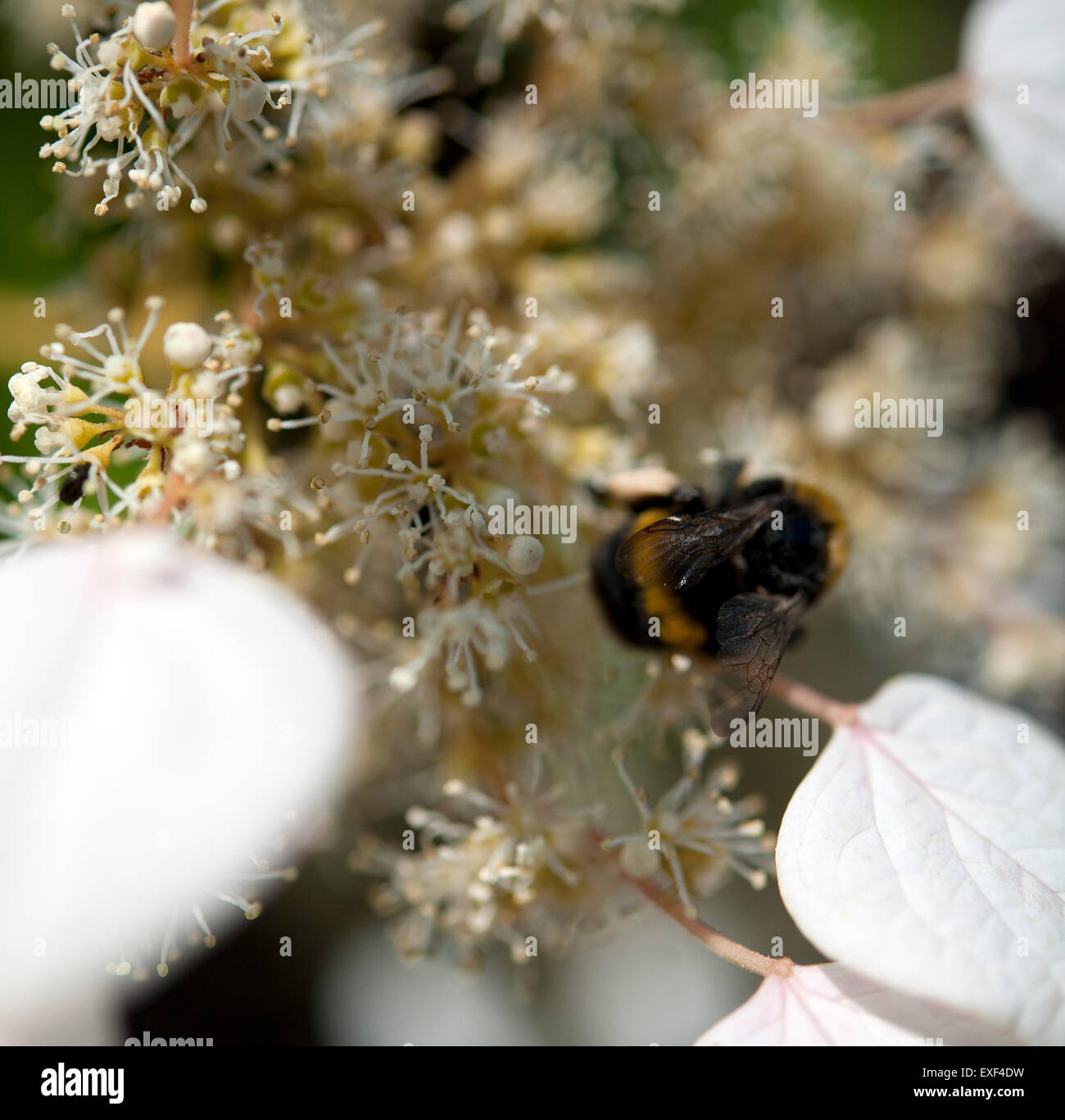 Bumble bee pollinating flowers farnham hi-res stock photography and ...
