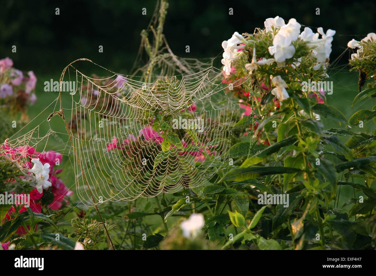 Closeup view of the strings of a cobweb with flowers Stock Photo - Alamy