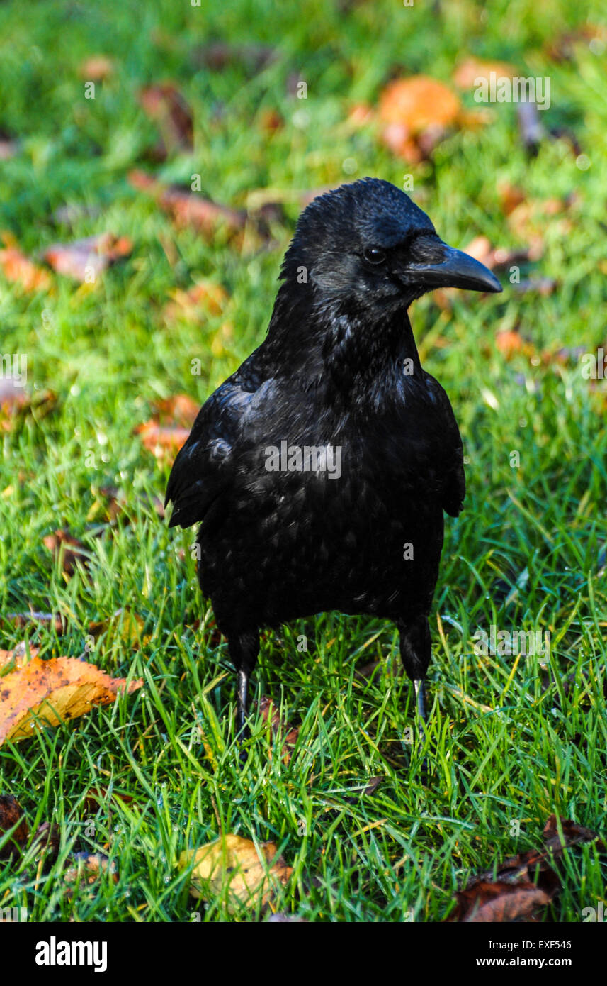 Carrion crow london hi-res stock photography and images - Alamy