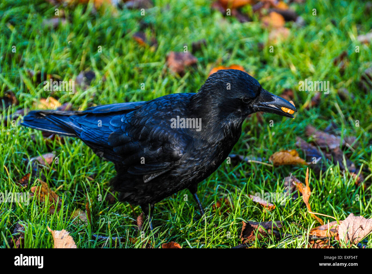 Crow eating uk hi-res stock photography and images - Alamy