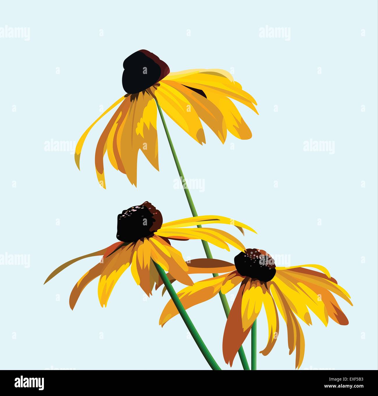 Yellow rudbeckia flower Stock Vector Images - Alamy