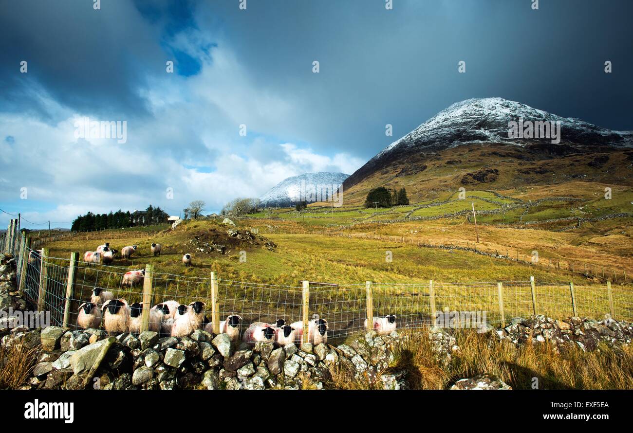 Sheep in Winter, Connemara Stock Photo - Alamy