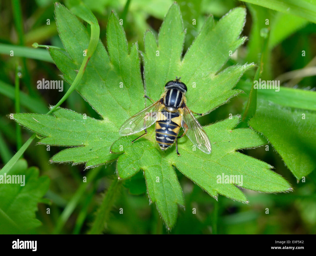 Black brindled hi-res stock photography and images - Alamy