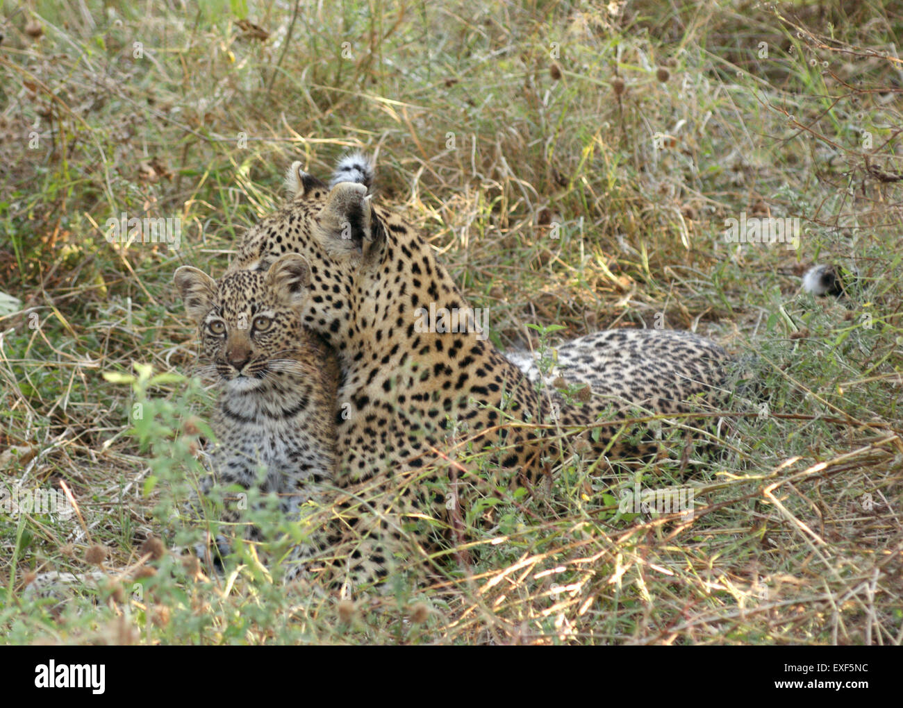 Leopard resting on ground hi-res stock photography and images - Alamy