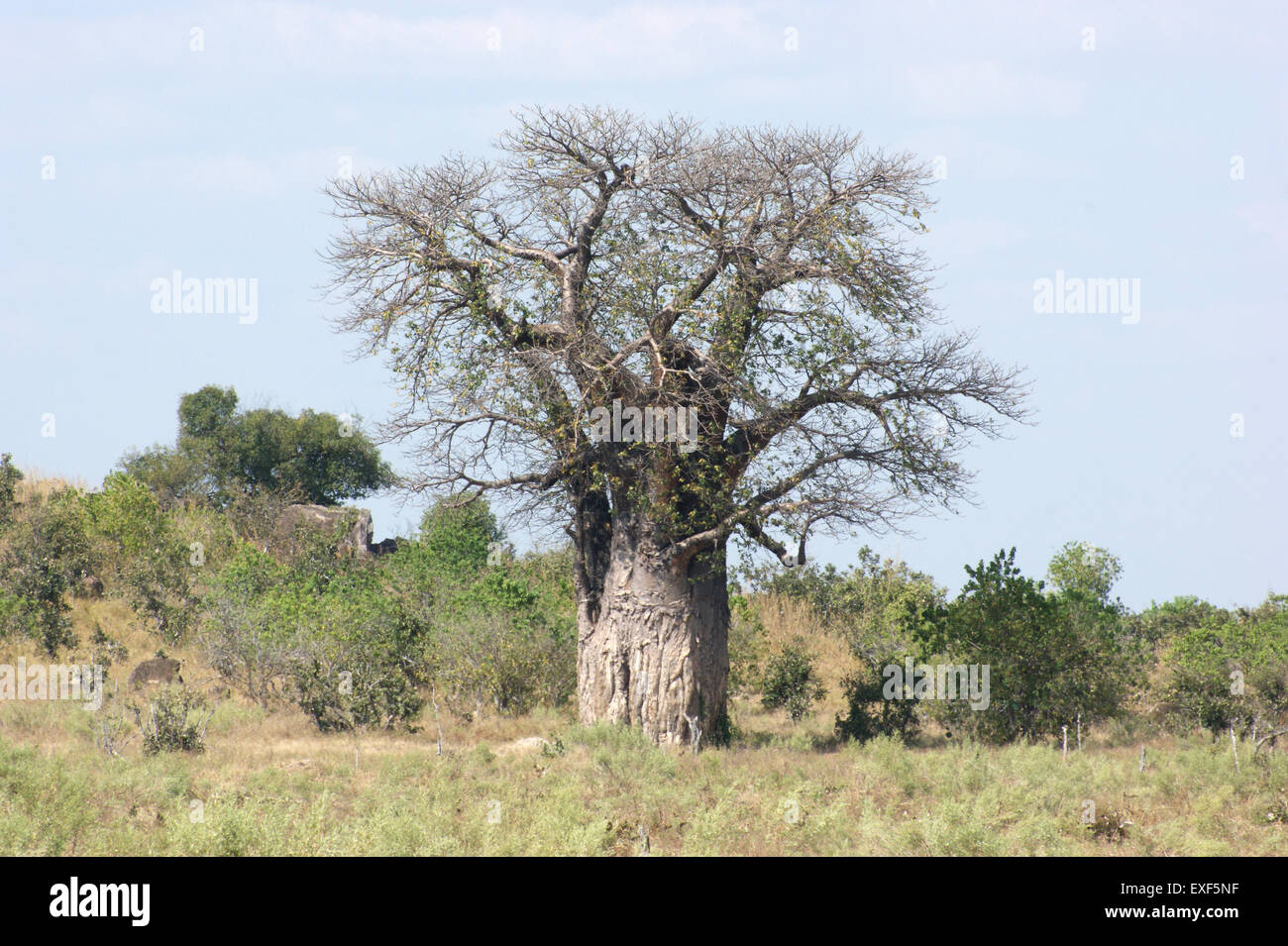 Botswana baobab tree hi-res stock photography and images - Alamy