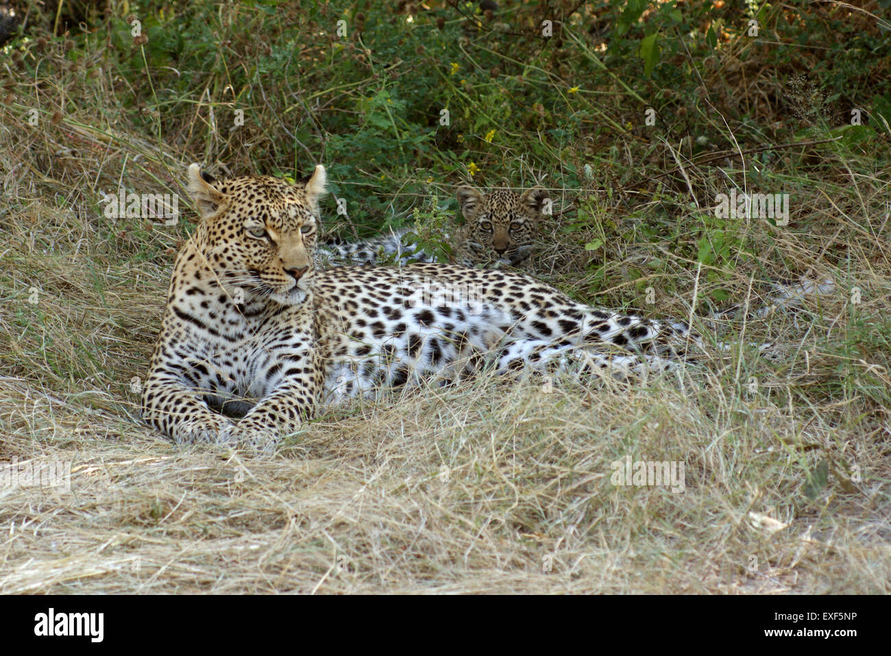 a leopard resting on the ground at the Moremi Game Reserve in Botswana ...