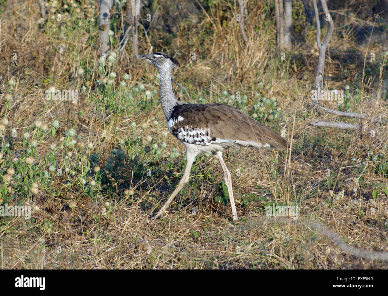 bird named Kori bustard seen in Botswana, Africa Stock Photo - Alamy