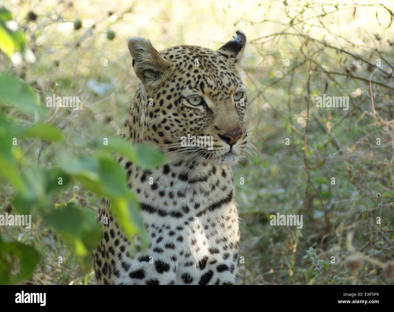 portrait of a leopard at the Moremi Game Reserve in Botswana, Africa ...