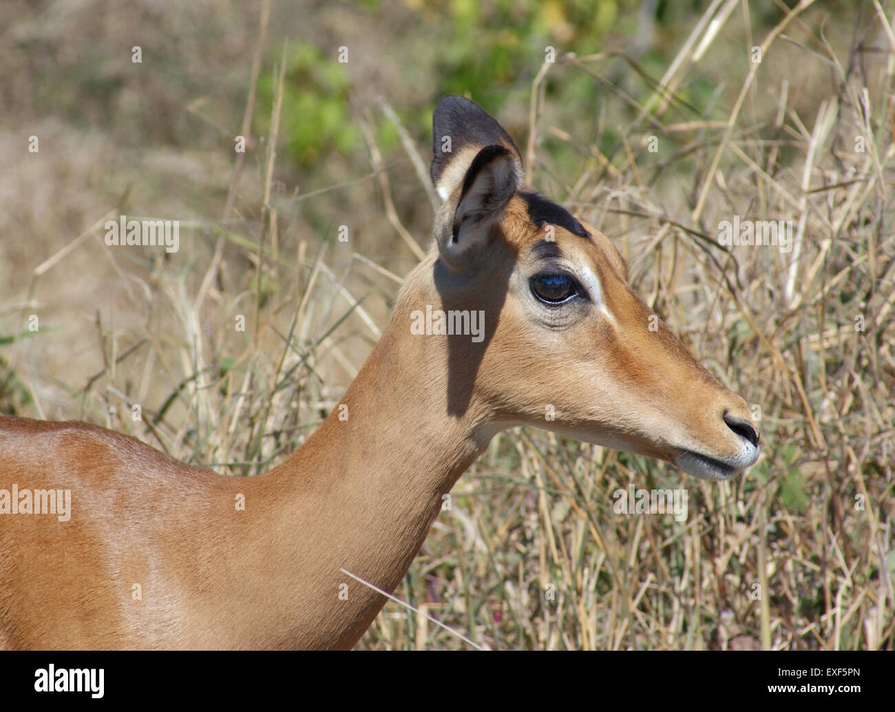 Impala portrait in savanna ambiance in South Africa Stock Photo - Alamy