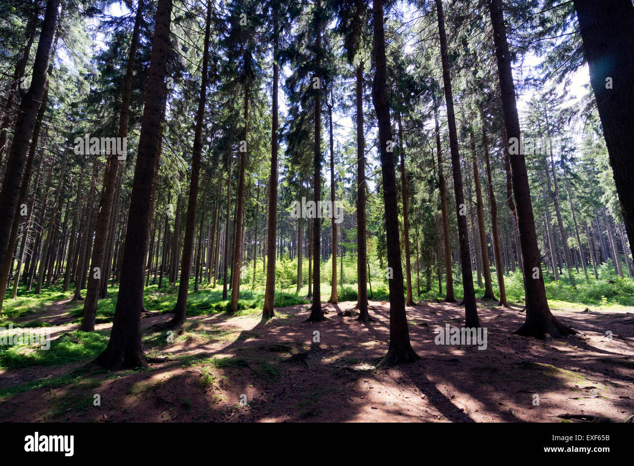 Dry forest in summer Stock Photo - Alamy