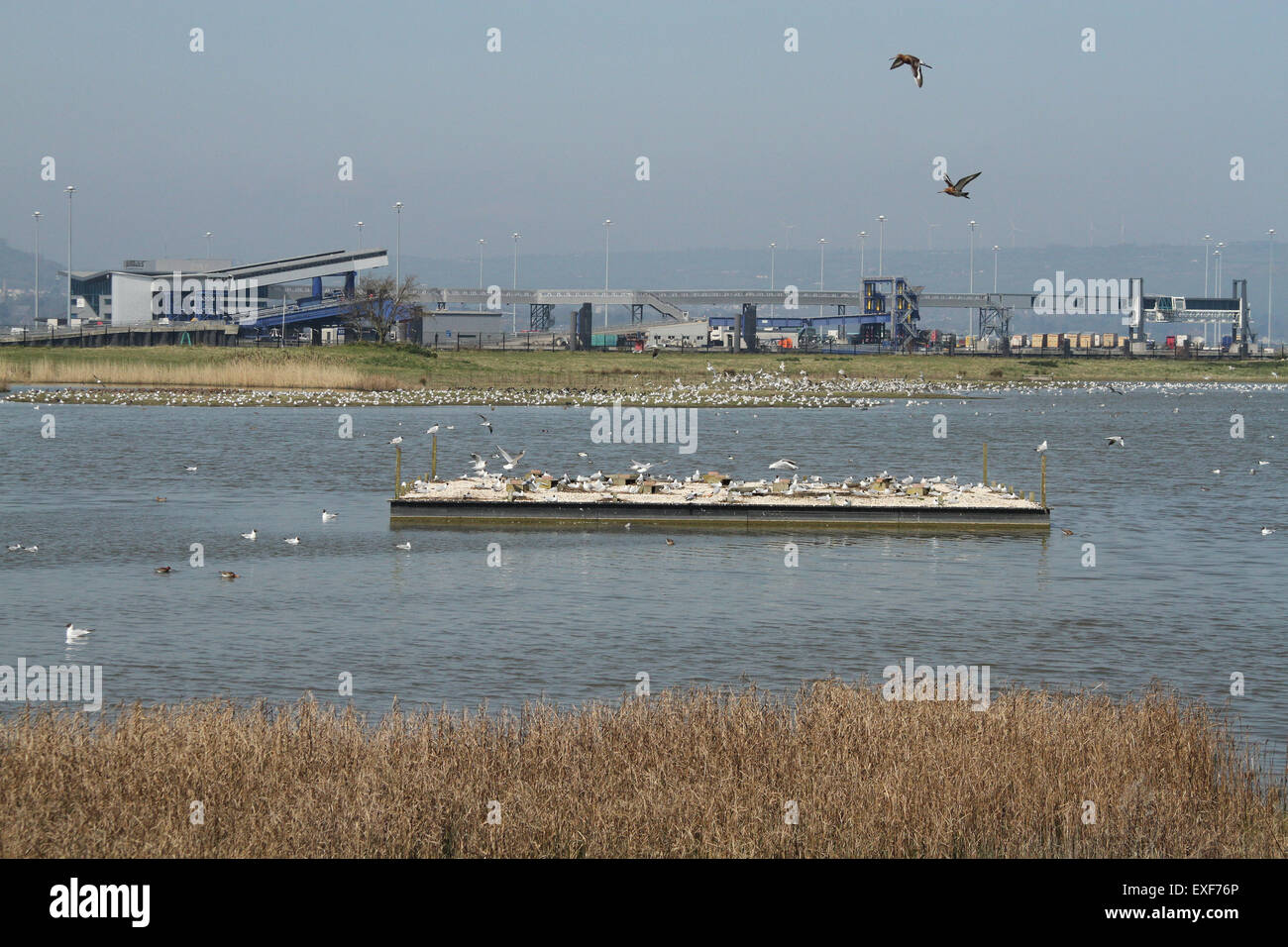 The RSPB reserve at Belfast Lough, Belfast, Northern Ireland Stock ...