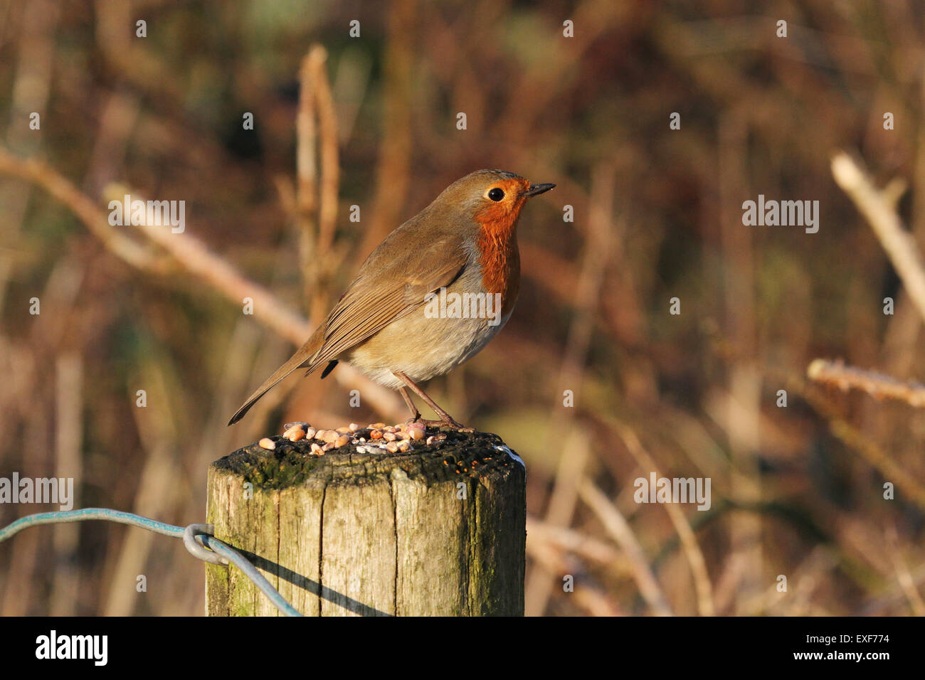 Robin on a fence post Stock Photo - Alamy