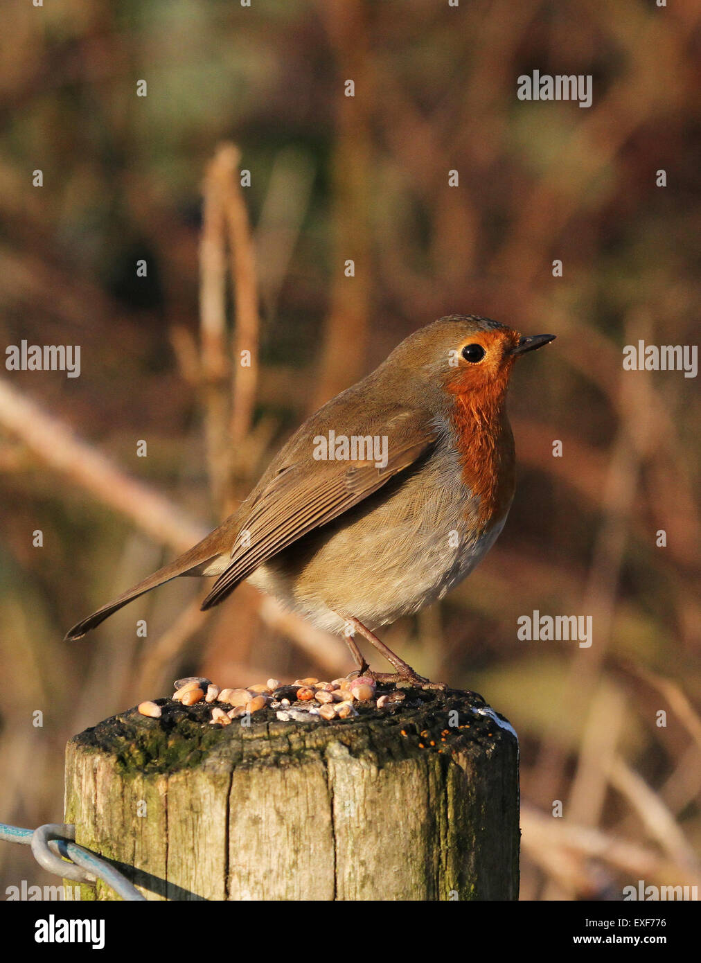 Robin on a fence post Stock Photo - Alamy