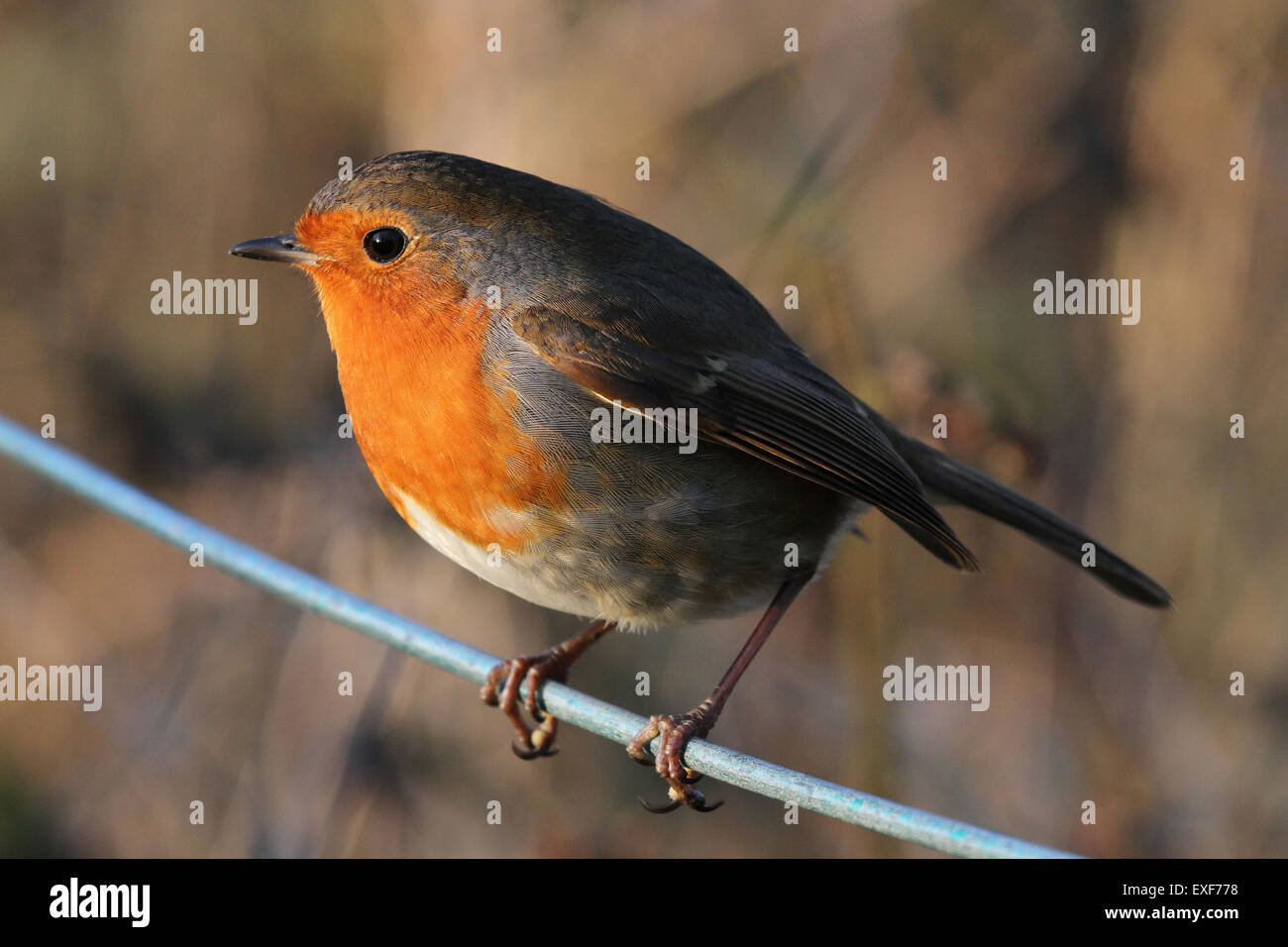 Robin on fencing wire Stock Photo - Alamy