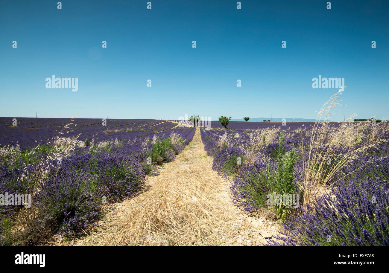 Provence grass hi-res stock photography and images - Alamy