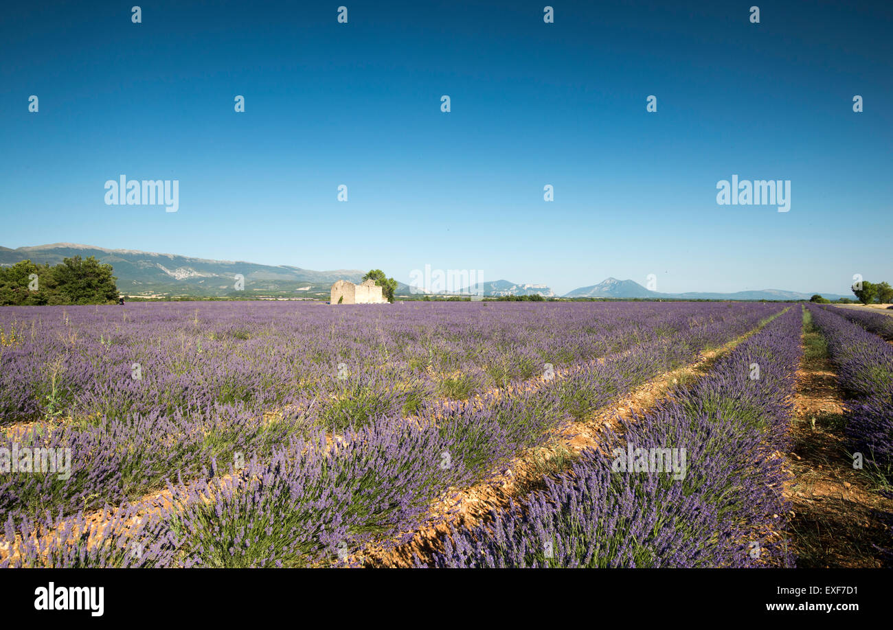 An abandoned barn in a Lavender Field on the Valensole Plateau ...