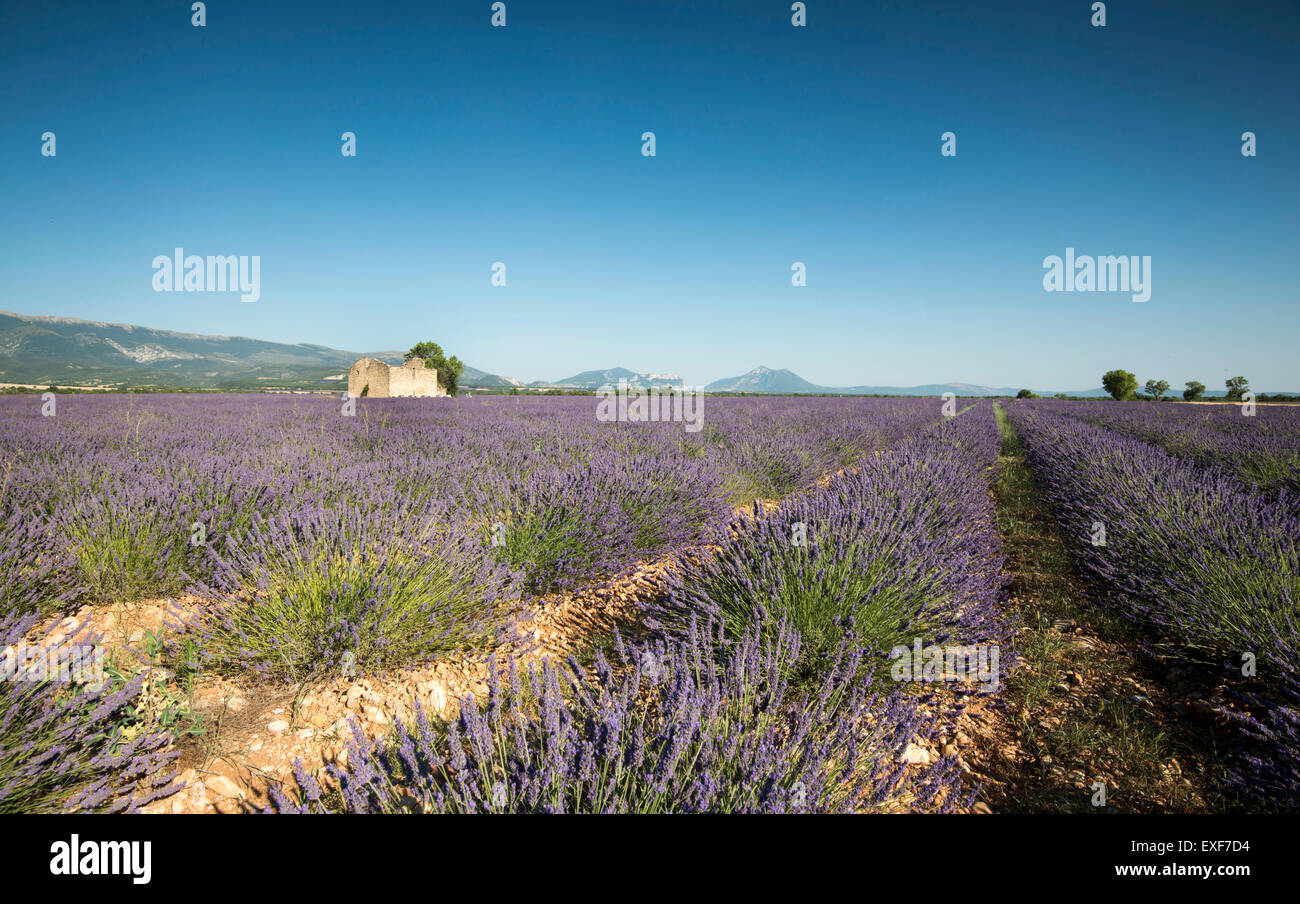 An abandoned barn in a Lavender Field on the Valensole Plateau ...