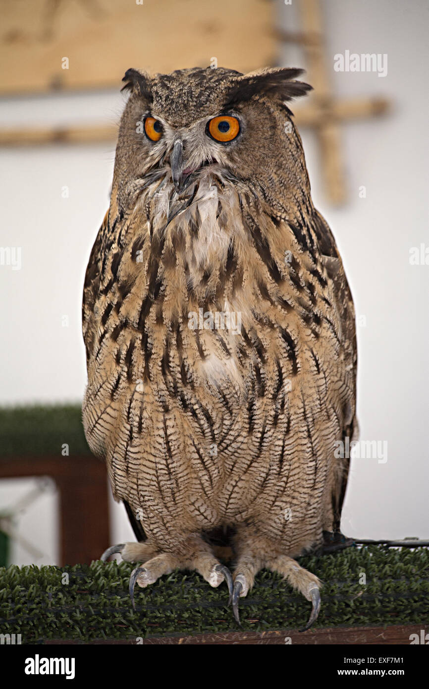 Real perch hi-res stock photography and images - Alamy