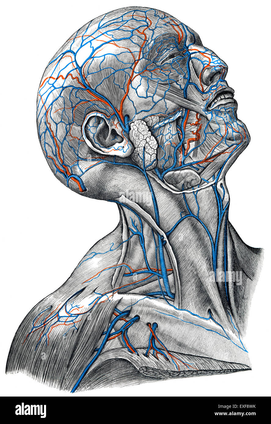 The veins in the head area Stock Photo - Alamy