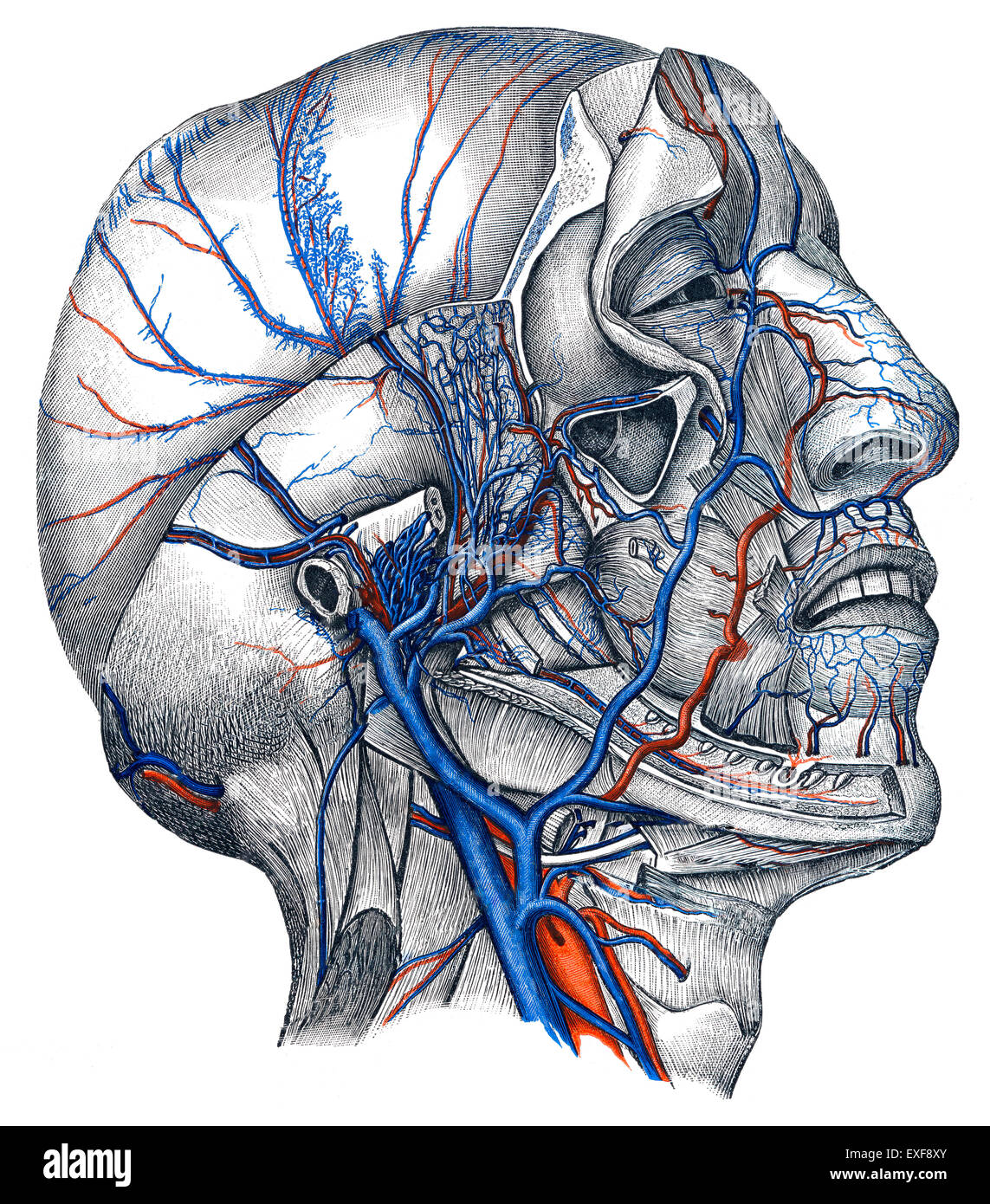 The veins in the head area Stock Photo - Alamy