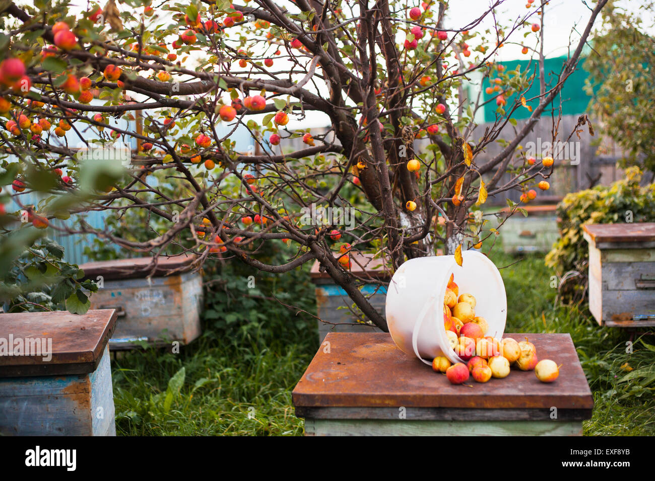 Rustic orchard hi-res stock photography and images - Alamy