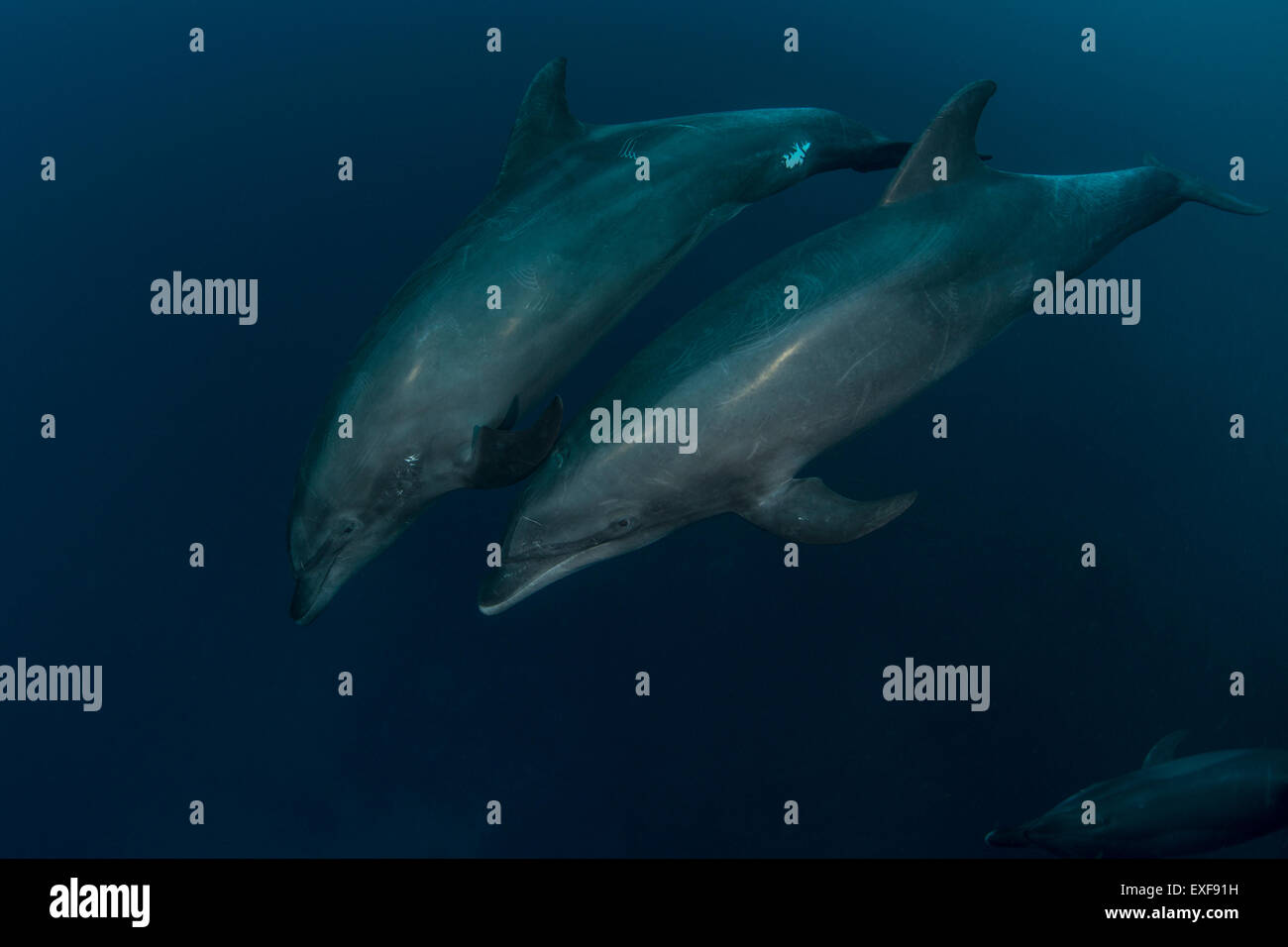 Playful bottlenose dolphins (Tursiops sp) at San Benedicto Island ...