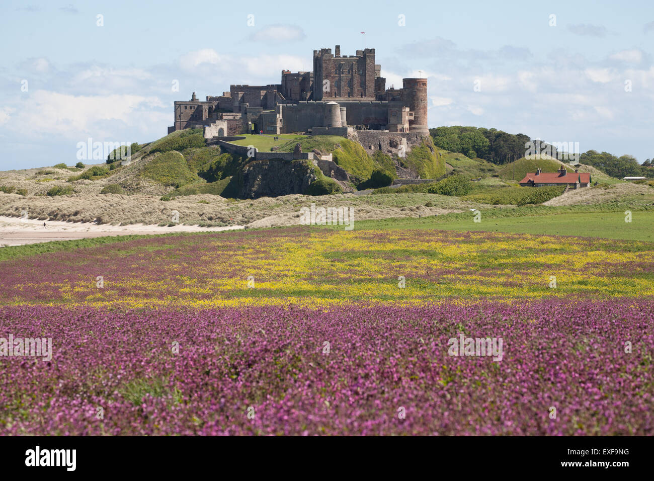 Field of red campion hi-res stock photography and images - Alamy