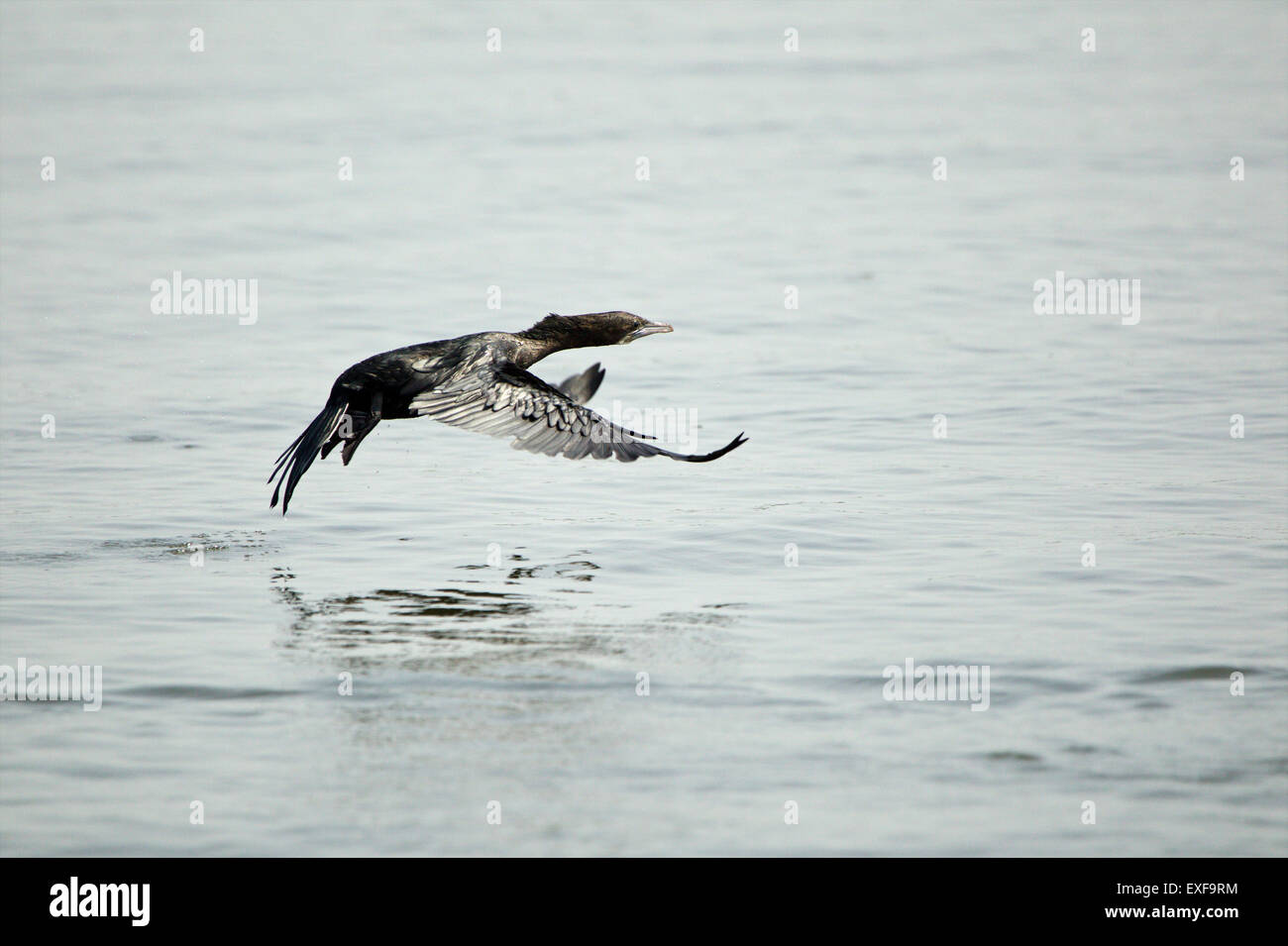 Little cormorant (Microcarbo niger), Kerala, India Stock Photo - Alamy
