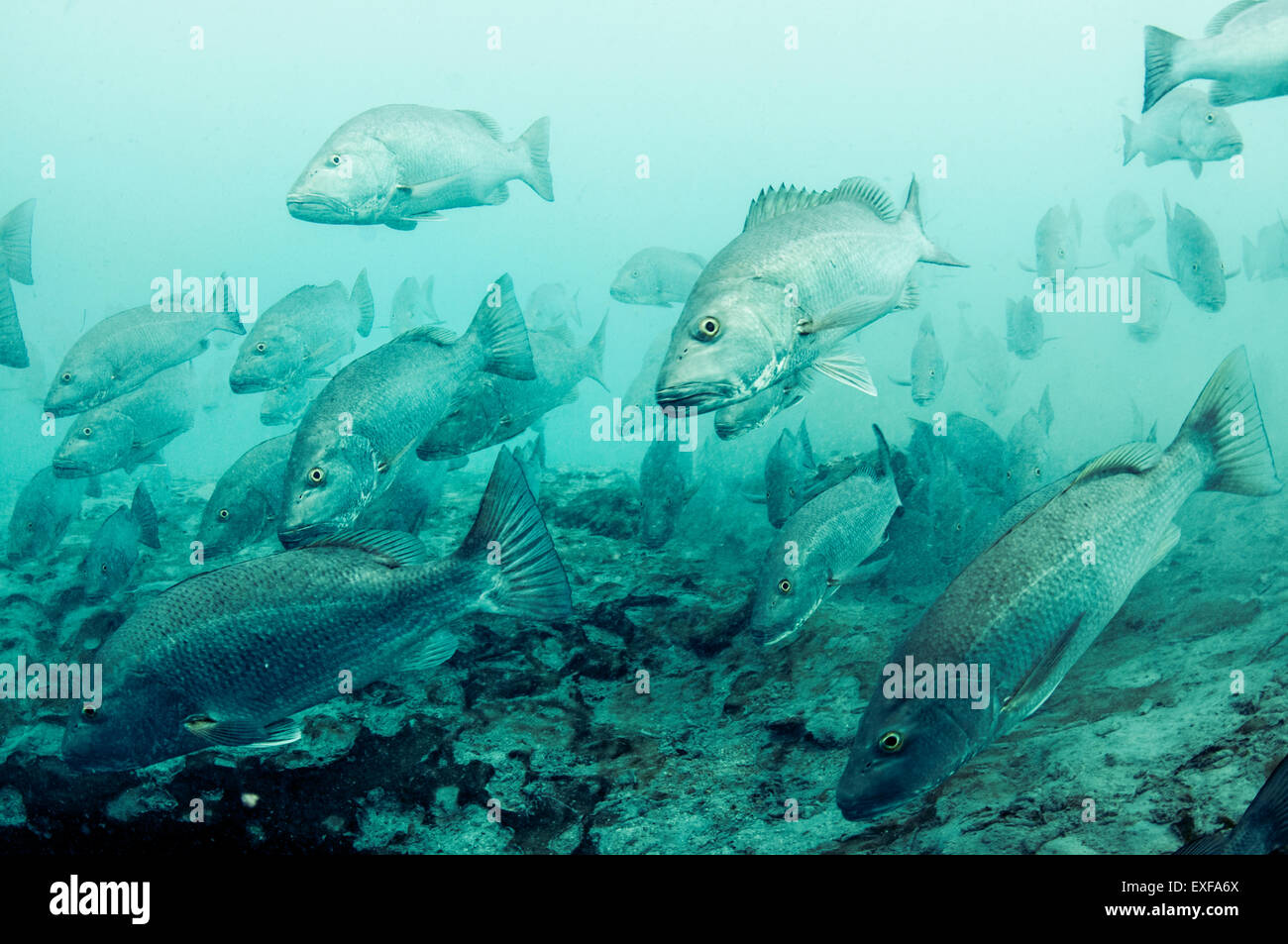 Water spout hi-res stock photography and images - Alamy