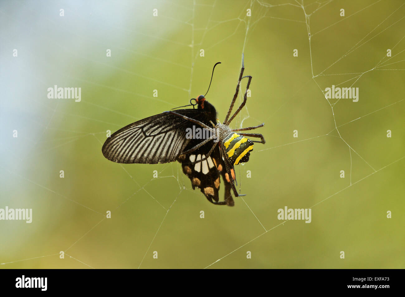 Spider injecting venom hi-res stock photography and images - Alamy