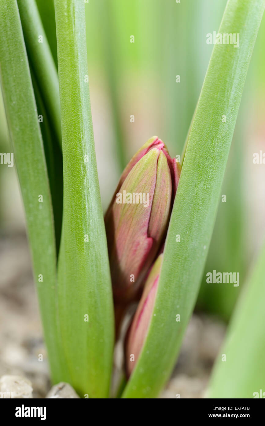 Spring emerging flower and leaf hi-res stock photography and images - Alamy