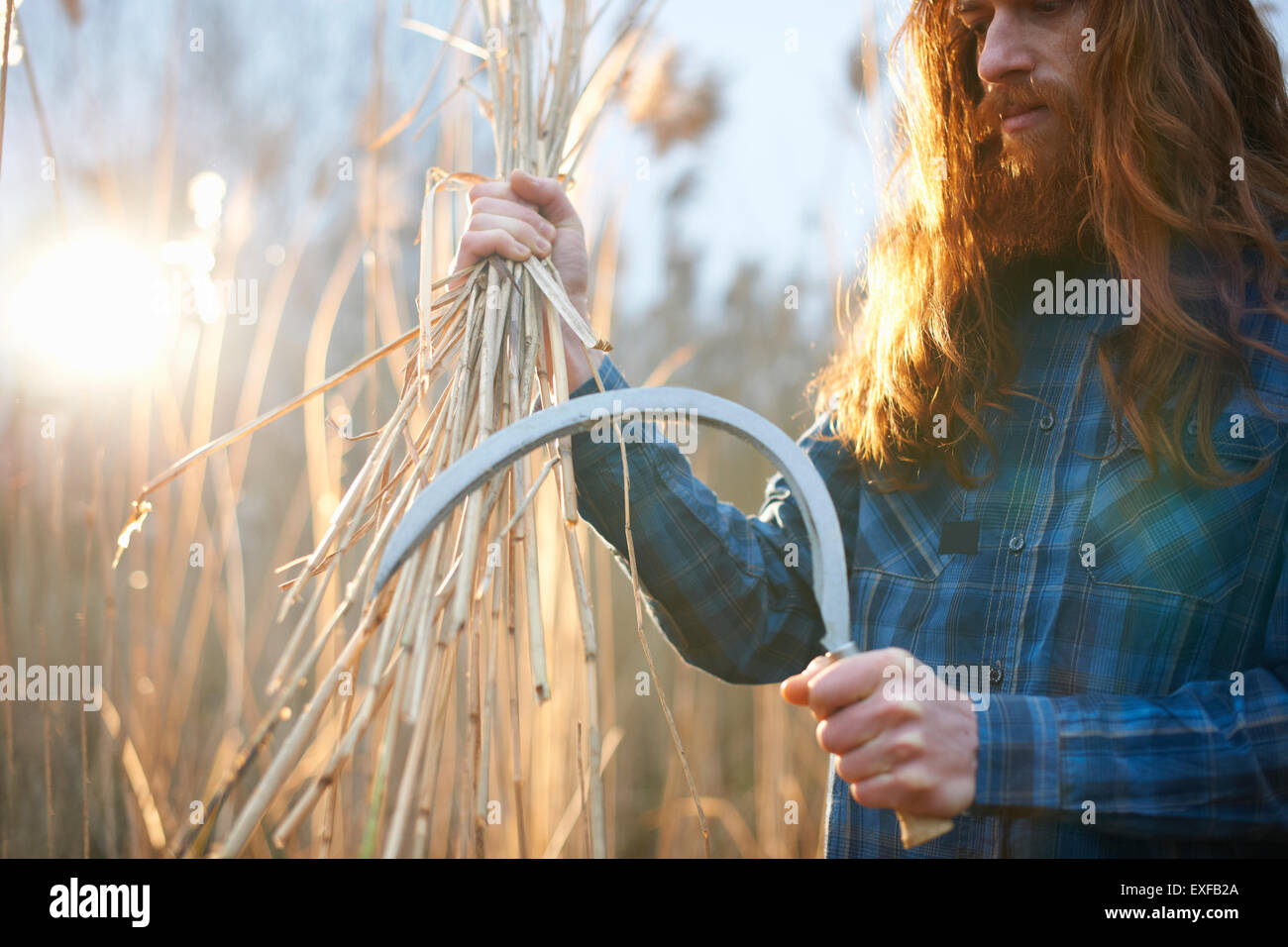 Harvesting with scythe hi-res stock photography and images - Alamy