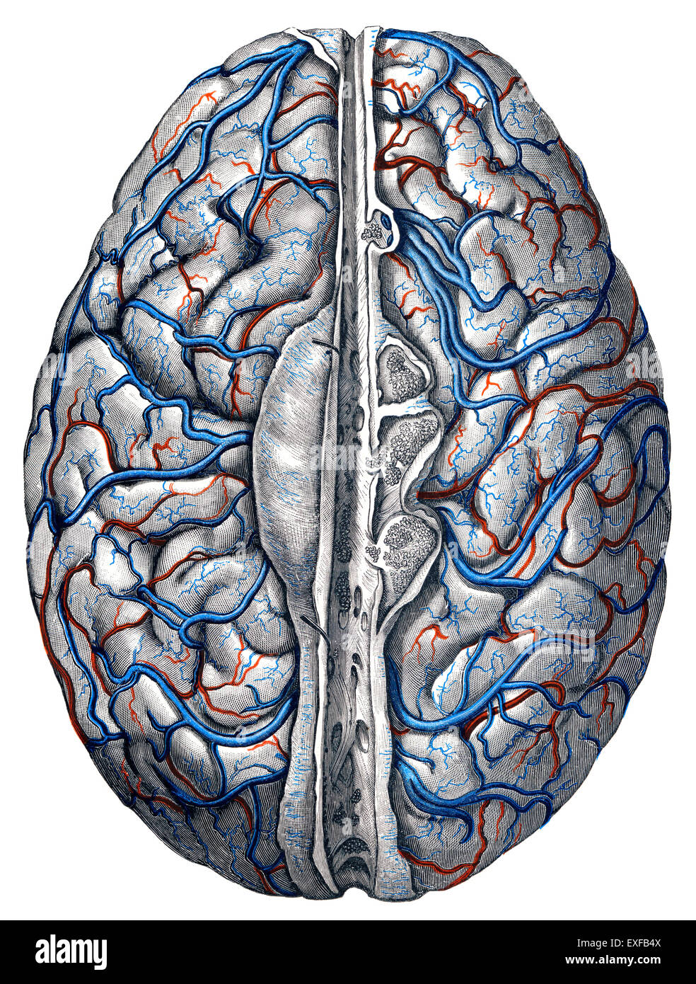 Cervical health Cut Out Stock Images & Pictures - Alamy