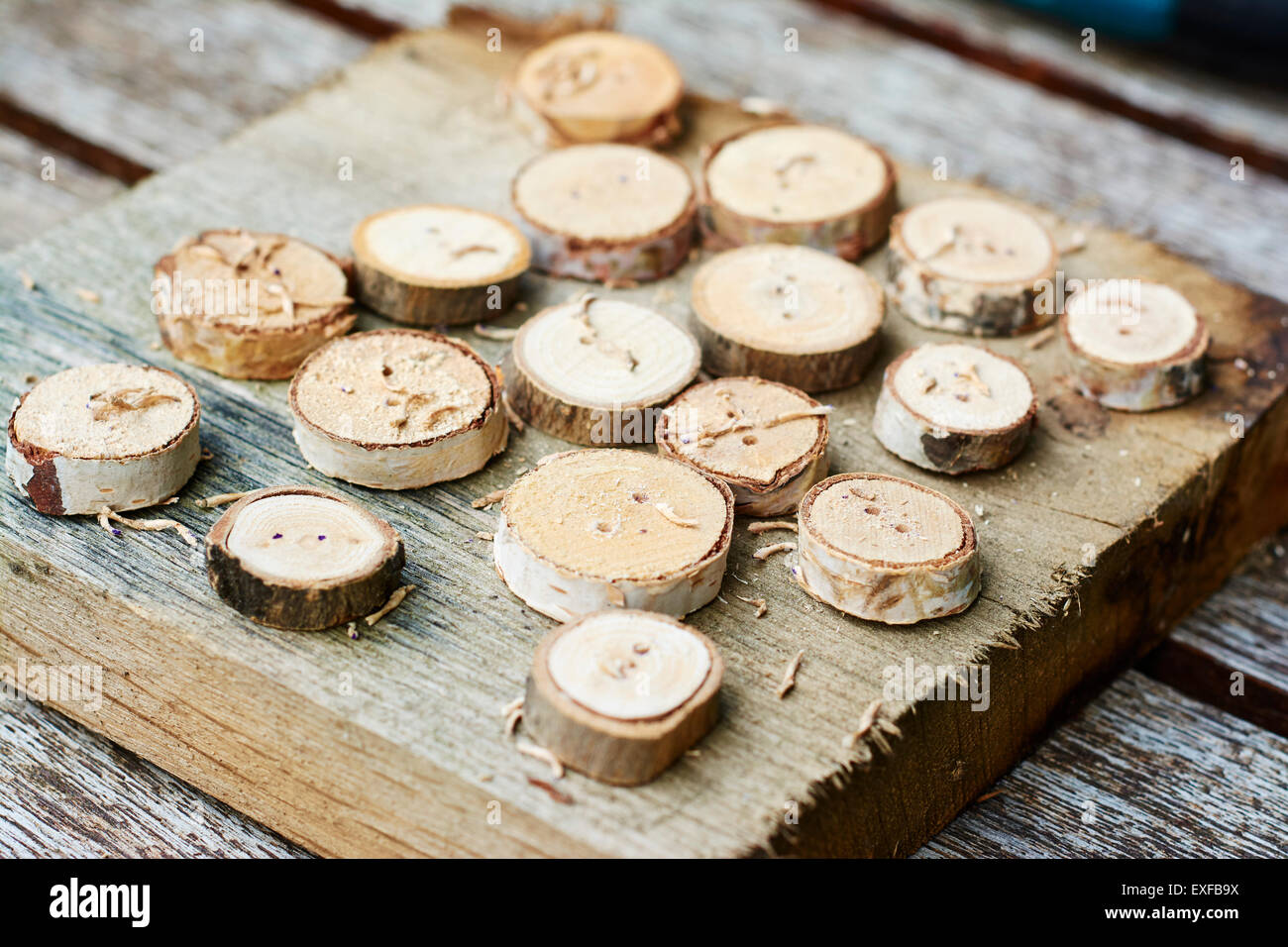 Button oak hi-res stock photography and images - Alamy
