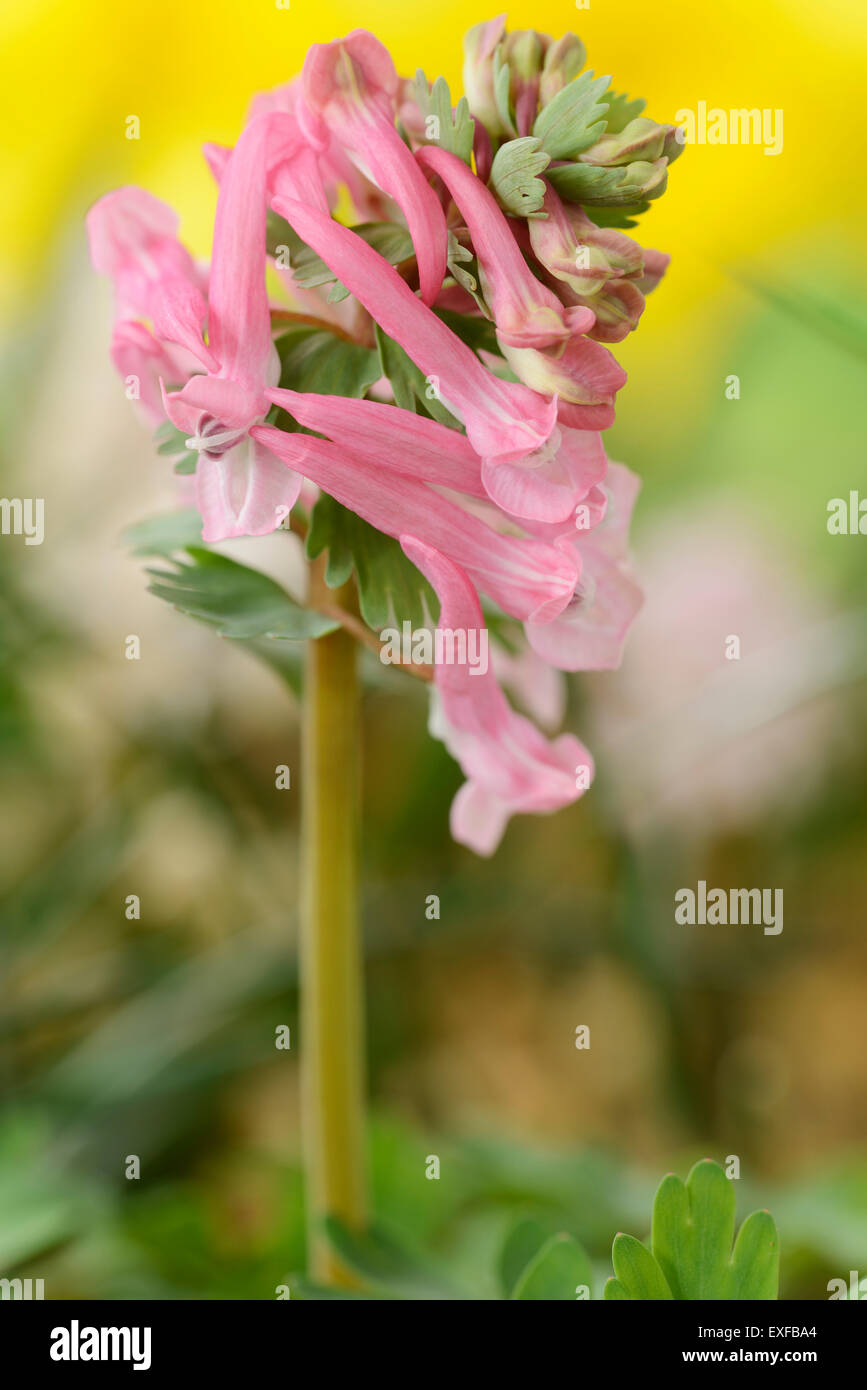 Solidas hi-res stock photography and images - Alamy