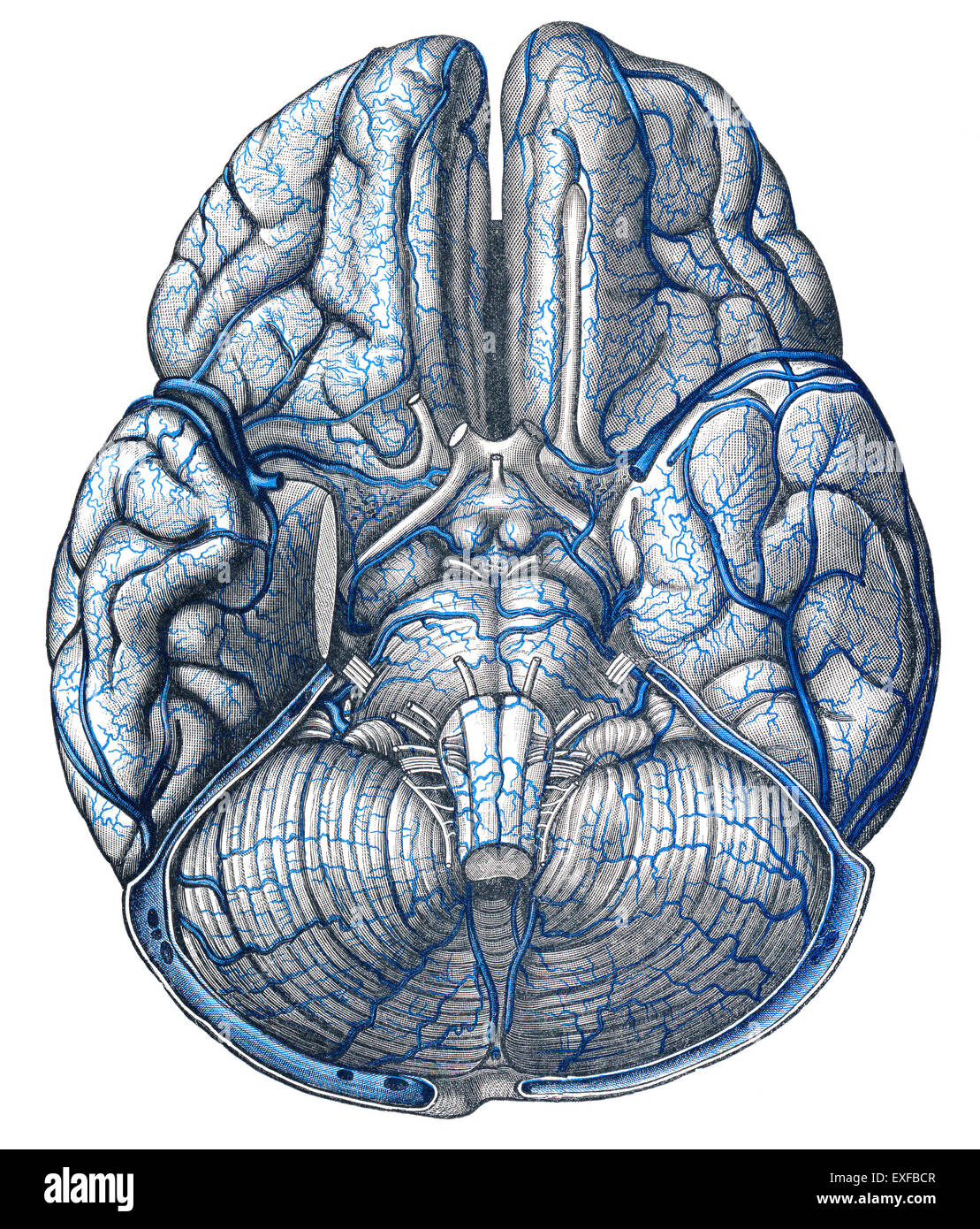 Anatomic structures hi-res stock photography and images - Alamy