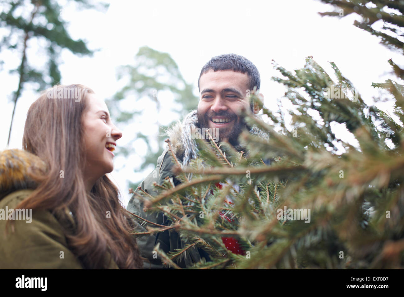 Young couple collecting Christmas tree from forest Stock Photo - Alamy