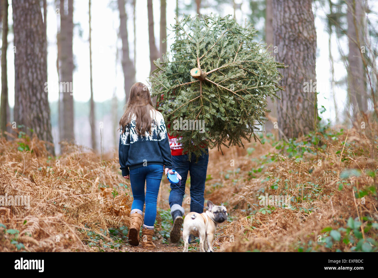Rear view of young couple carrying Christmas tree on shoulders in woods ...
