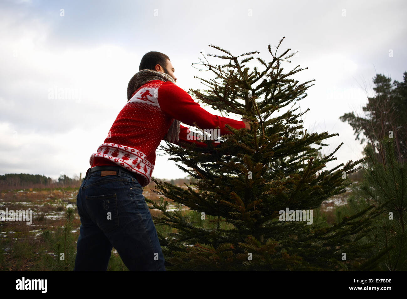 Young man preparing to lift Christmas tree in woods Stock Photo - Alamy
